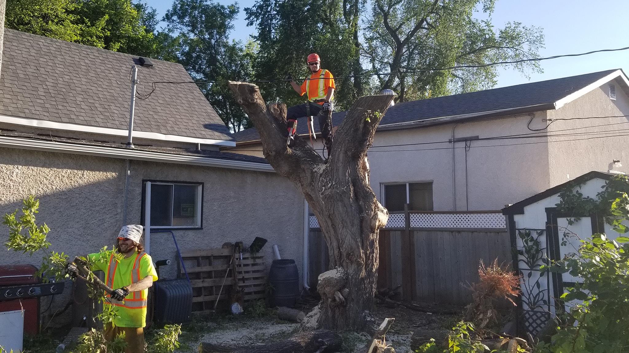 How To Remove Banana Trees? - Things You Must Know - Arborist Magnolia