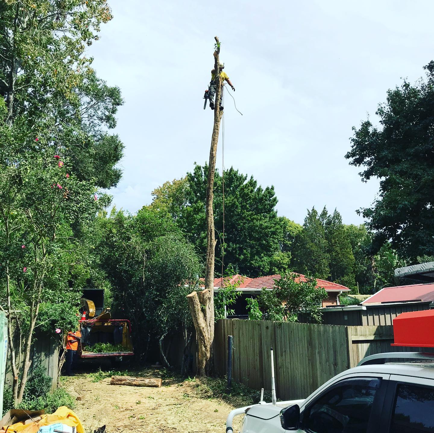 How to Remove Tree Roots from Lawn? - Ultimate Guide - Arborist Magnolia