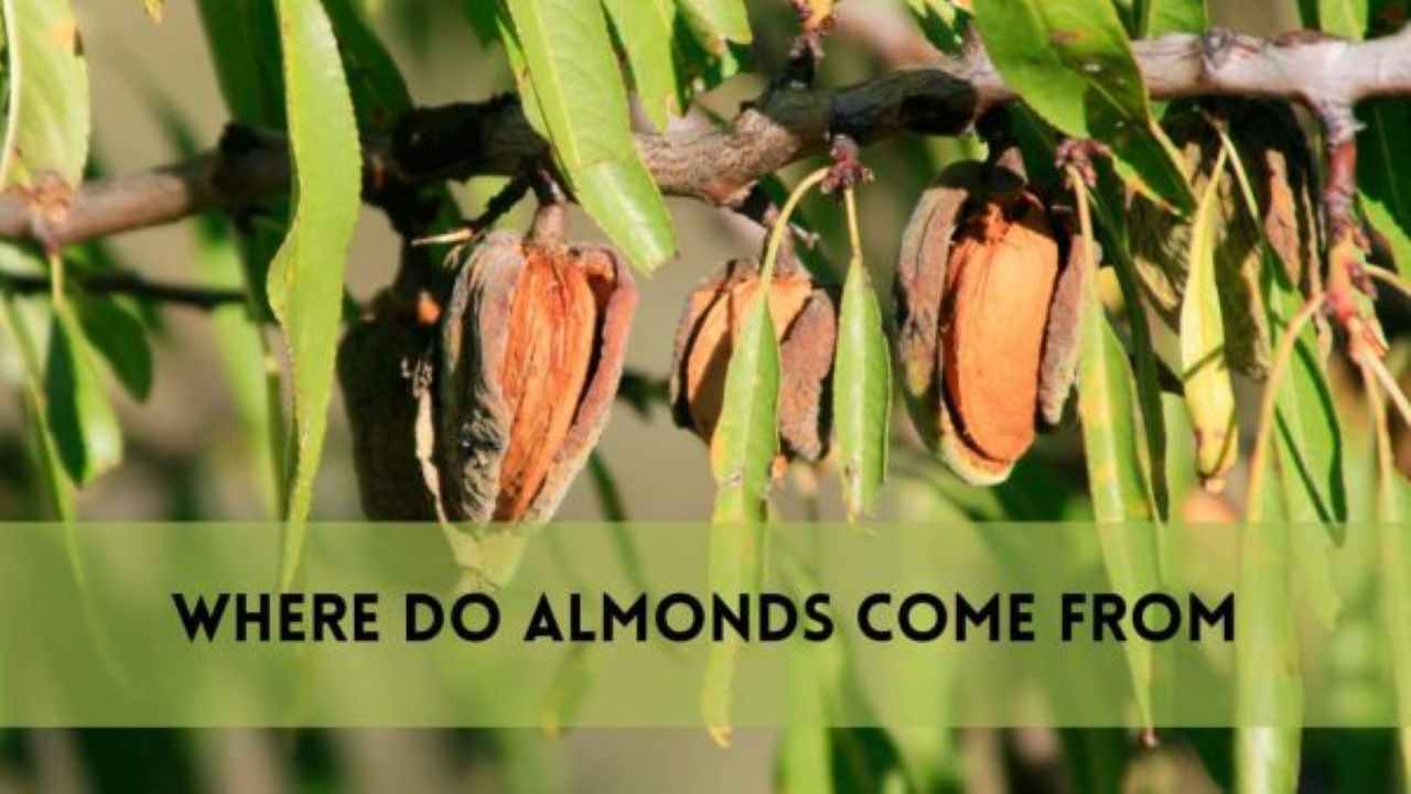 Where Do Almonds Come From? Discover the Origins | Arborist