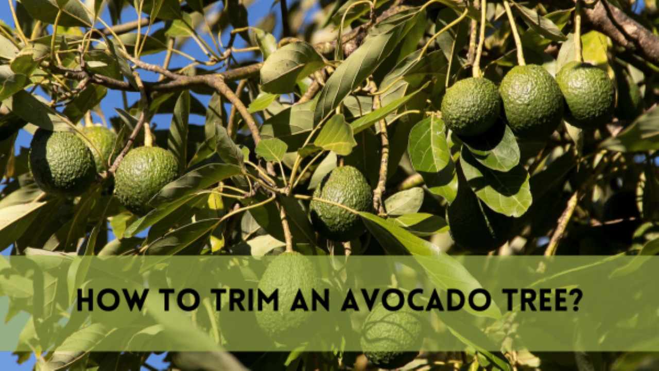 How to Trim an Avocado Tree? | Best Tips - Arborist Magnolia