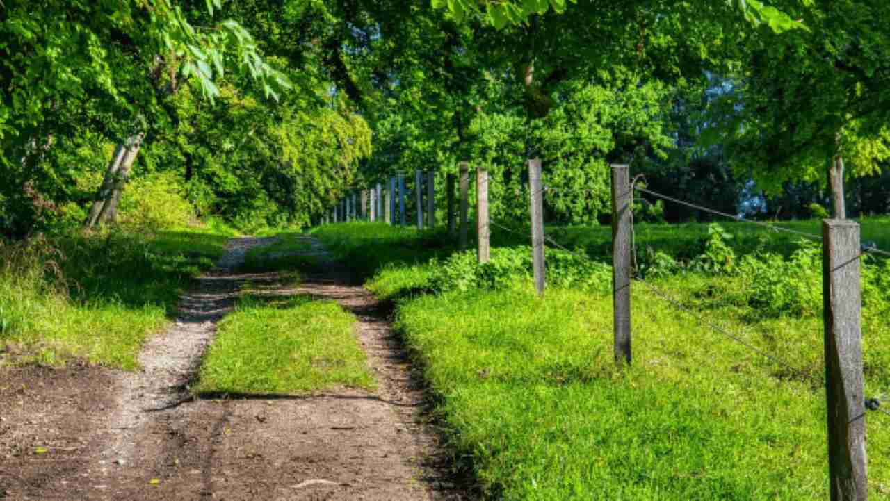 Should I Remove Grass Around Trees? - Detailed Guide - Arborist Magnolia
